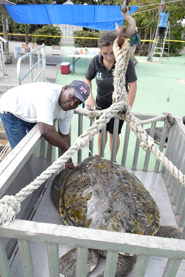 Breeder Turtles Annual Survey