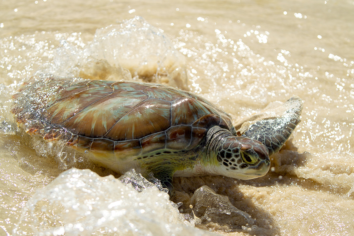 New turtle nesting numbers confirm continuing success of Cayman Turtle ...