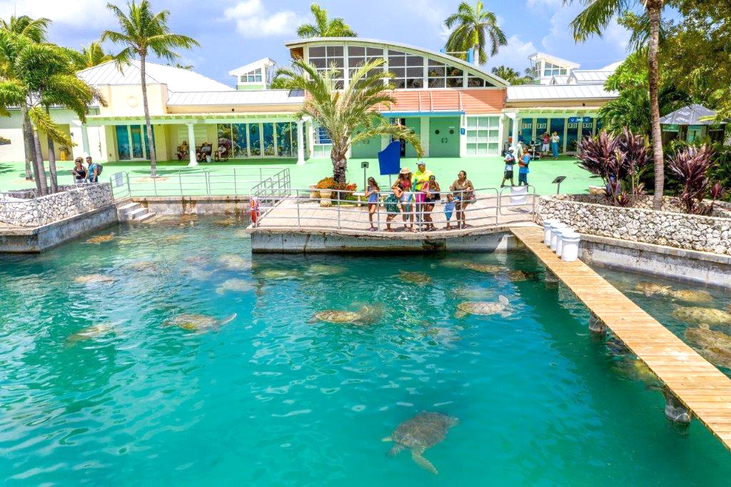 Cayman Turtle Centre announces reopening