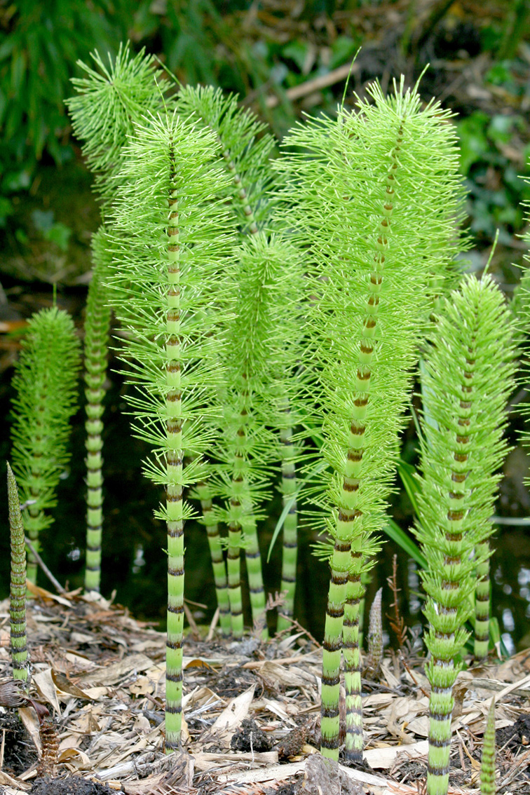 HEALTH BENEFITS OF HORSETAIL