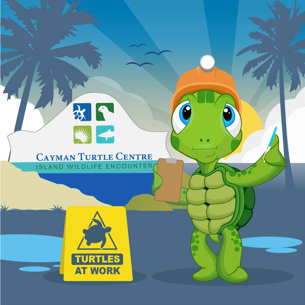 Cayman Turtle Centre prepares to re-open to the public