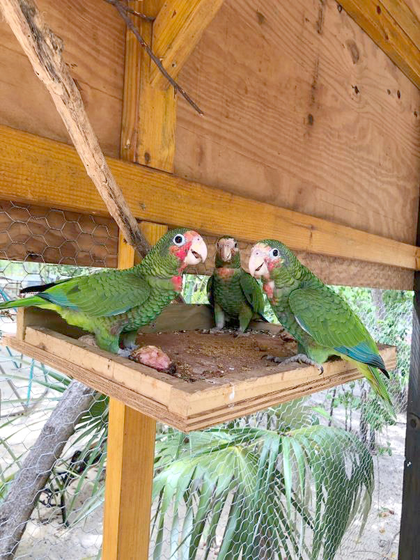 Cayman Parrot Sanctuary Shows Success