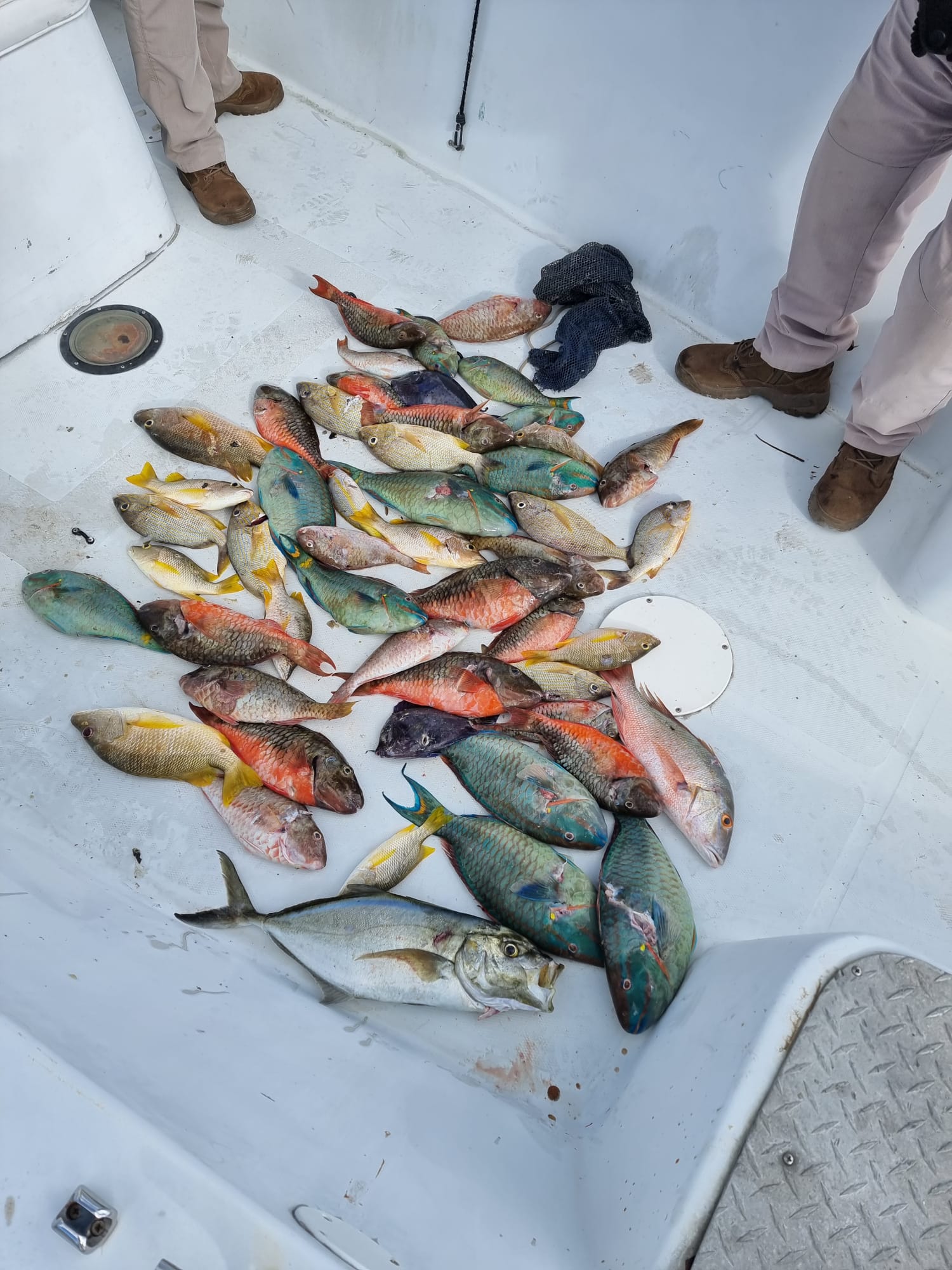 Fish and Boat seized in Marine Reserve