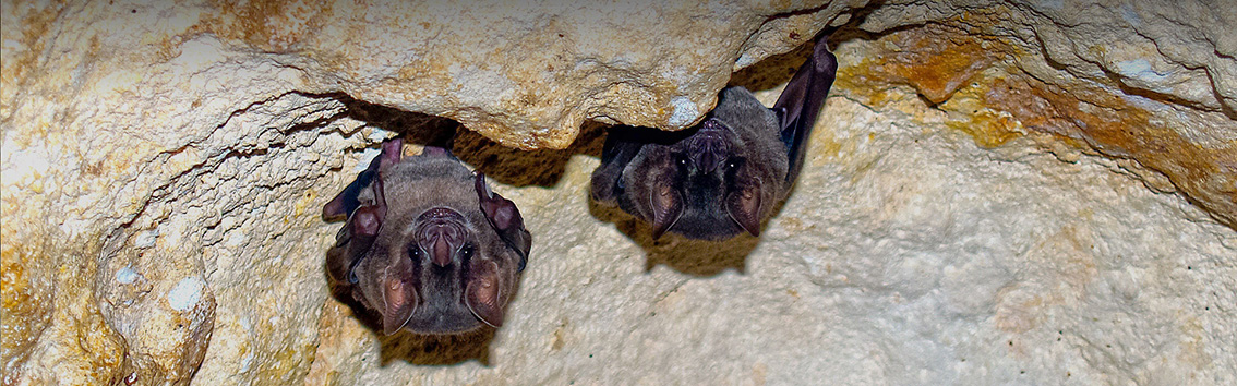 Help track Cayman’s bats