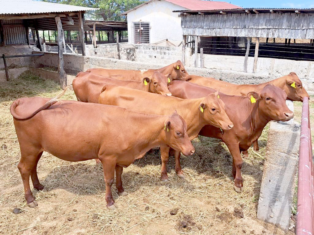 22 Red Poll Cattle Imported under Livestock Development Programme