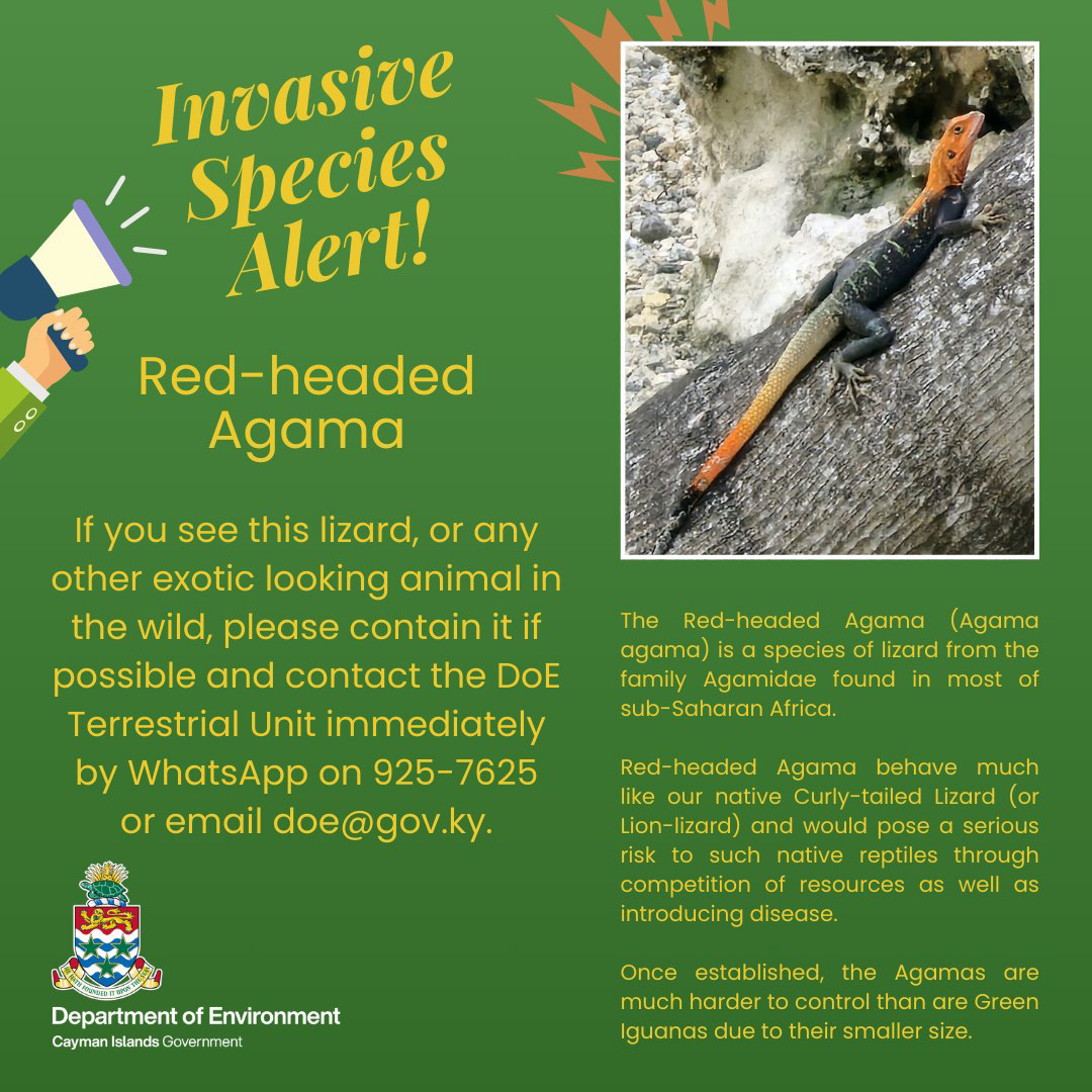 Invasive reptile spotted in Grand Cayman
