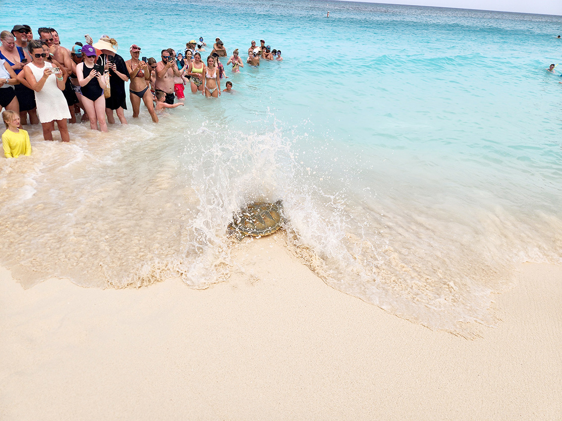Annual Turtle Release Goes ‘Swimmingly’